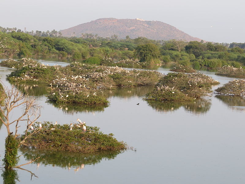 Tamilnadu Tourism: Vedanthangal Bird Sanctuary, Chengalpattu