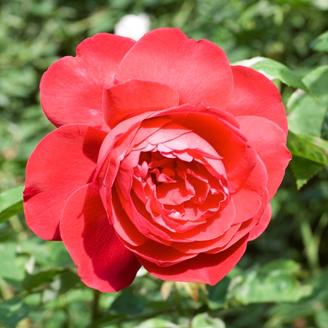 Madeira Rose Garden-English: Modern Garden Roses
