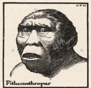 10 Jenis – Jenis Manusia Purba di Indonesia ~ Sejarah-RI