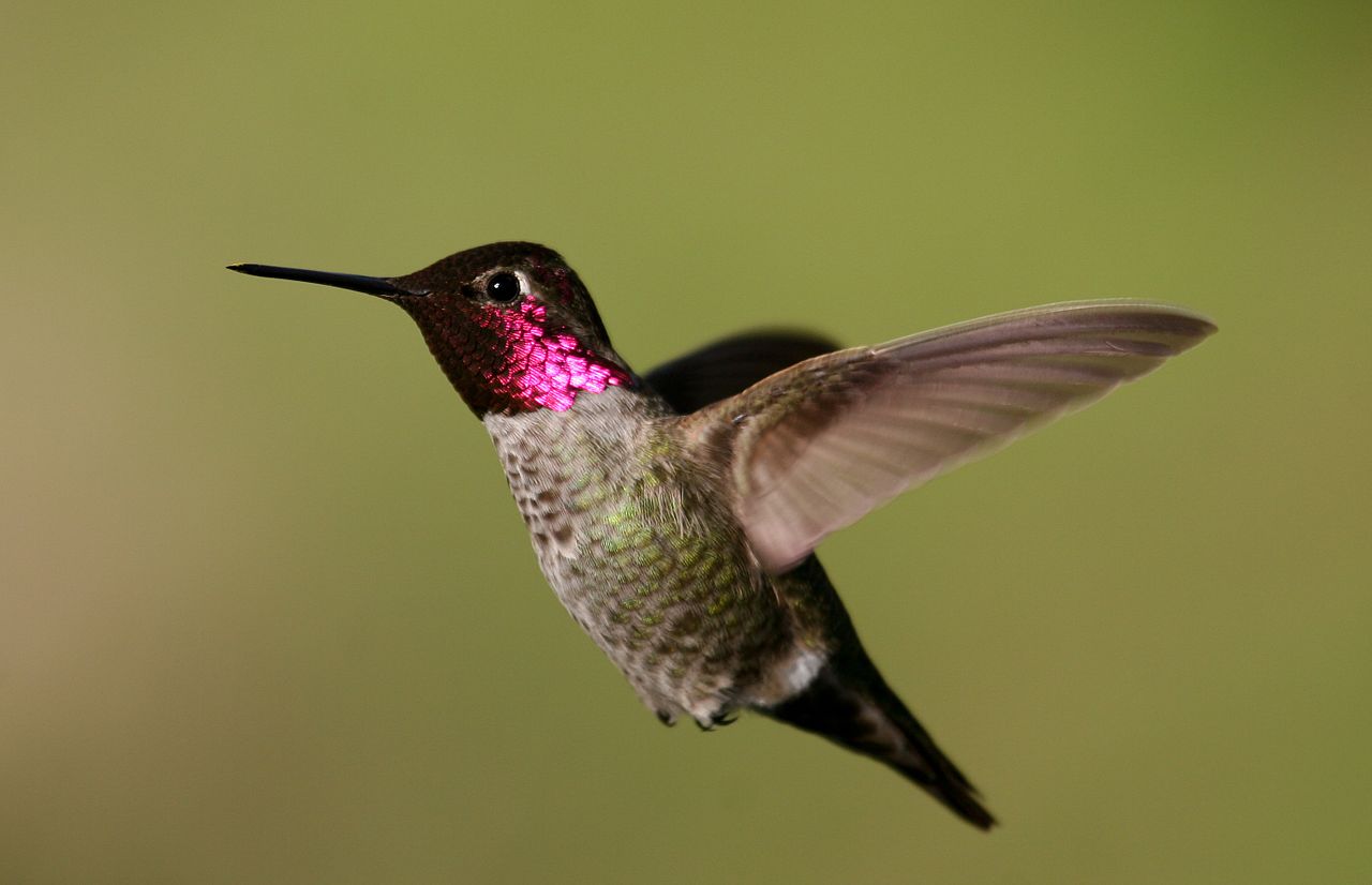 BARRY the BIRDER: White hummingbird draws crowds in California