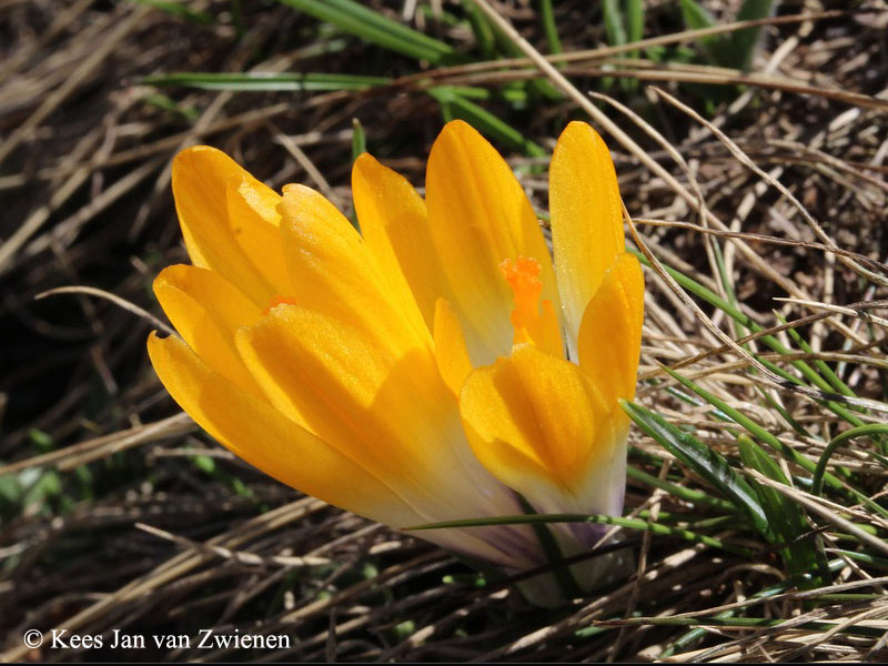 The Country Of Crocuses: Crocus scardicus