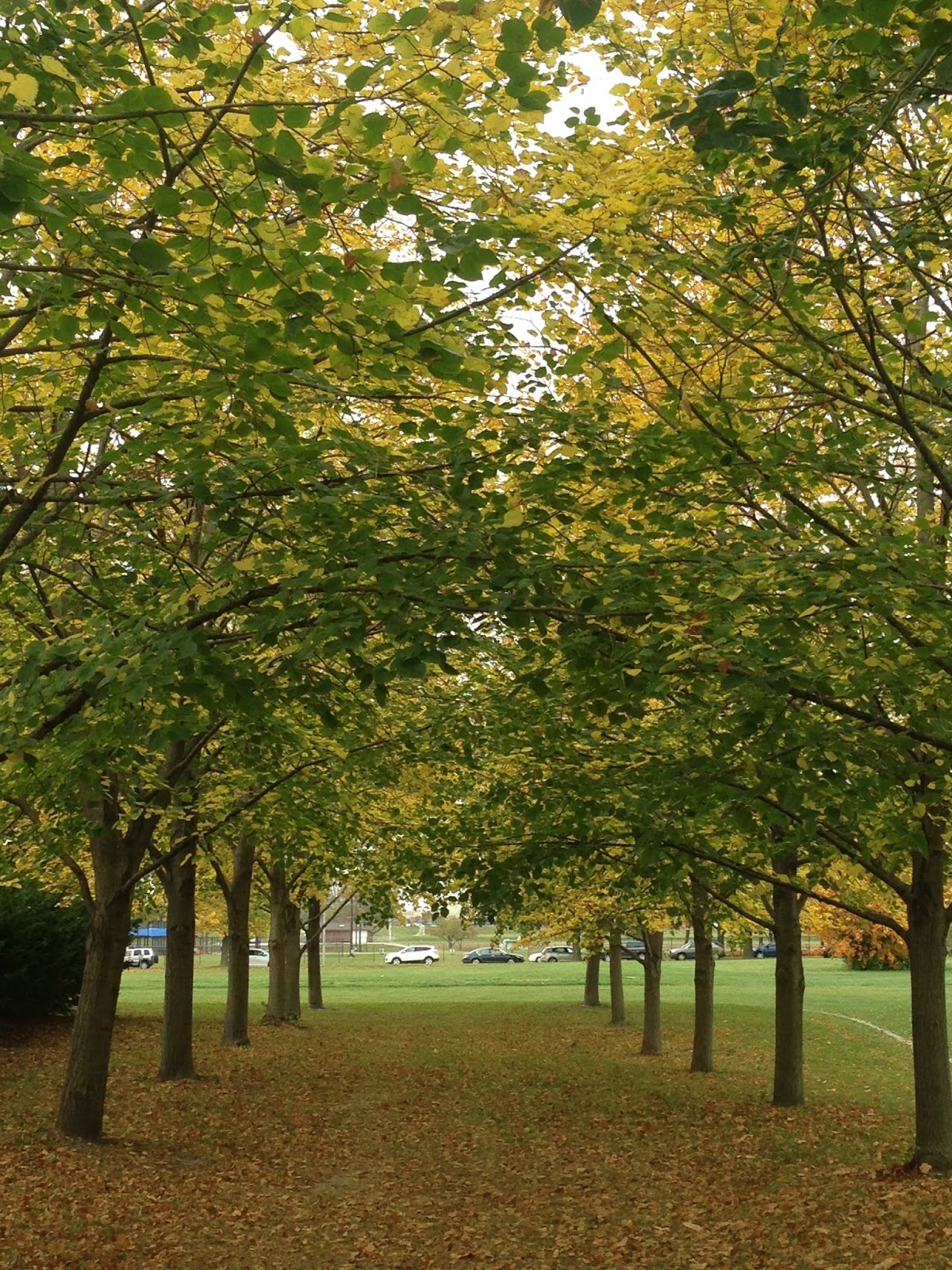 Amy's Creative Pursuits: The University of Illinois Arboretum