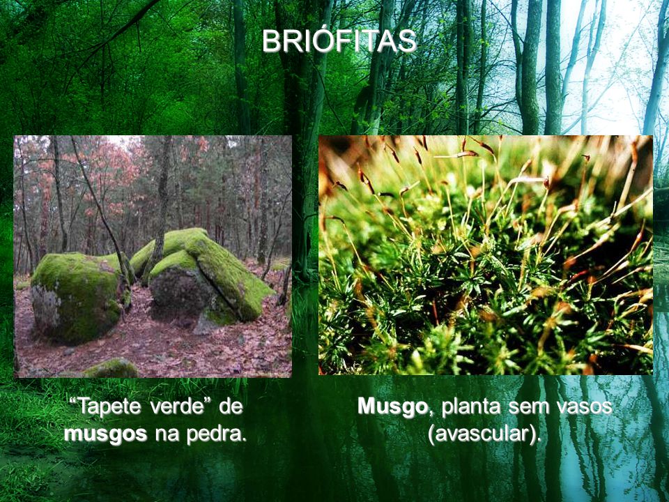 Briófitas: Introdução | Biologia: A ciência da vida