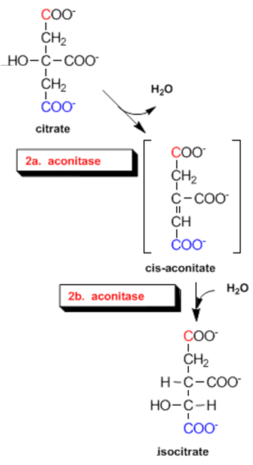 Mundo da Bioquímica (blog sobre bioquímica): Ciclo de Krebs (reações ...
