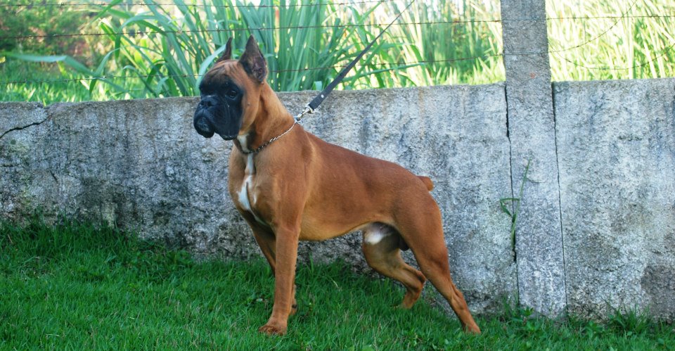 CANIL NEW CONGO: BOXER EUROPEU.