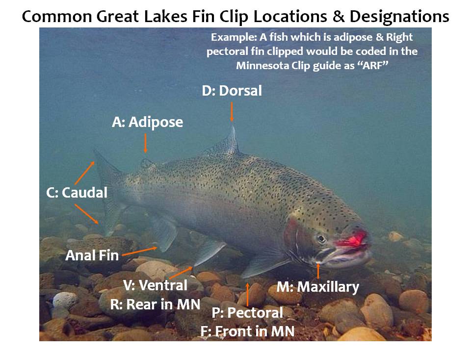 De-mystifying Fin Clips