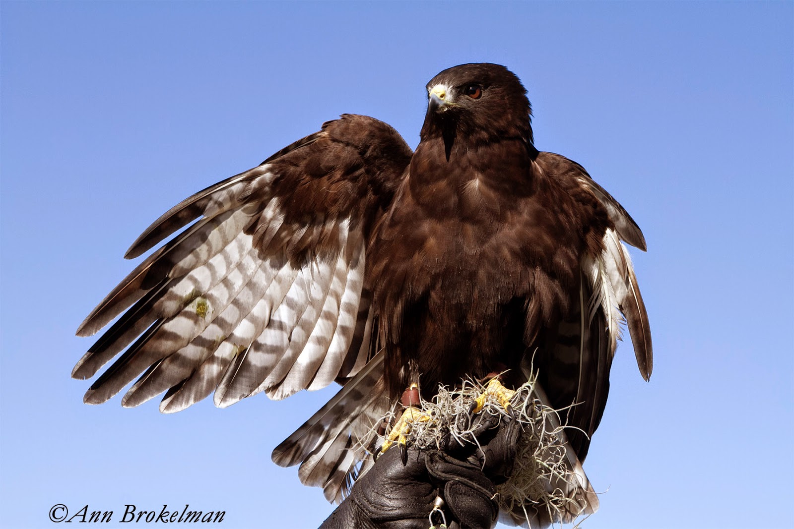 Ann Brokelman Photography: Short-tailed Hawk - Florida 2015 Captive