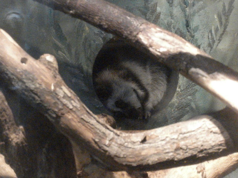 The Zoo Review: Species Fact Profile: Northern Luzon Giant Cloud Rat ...