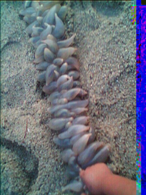 ...HANANIA EEDAYA...: Beronok...makanan eksotik penduduk Langkawi..