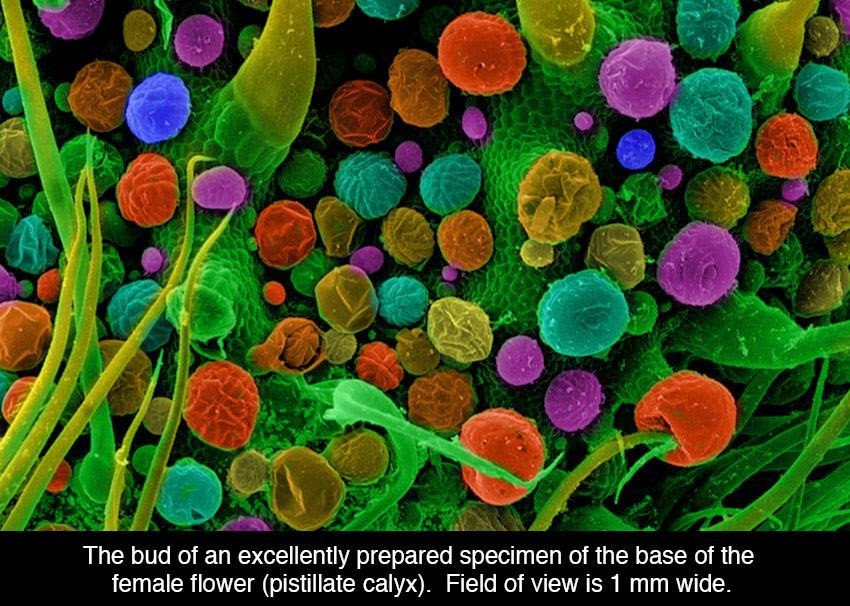 THC Recipes: Marijuana under a microscope