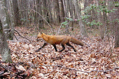 Capital Naturalist by Alonso Abugattas: Red Foxes