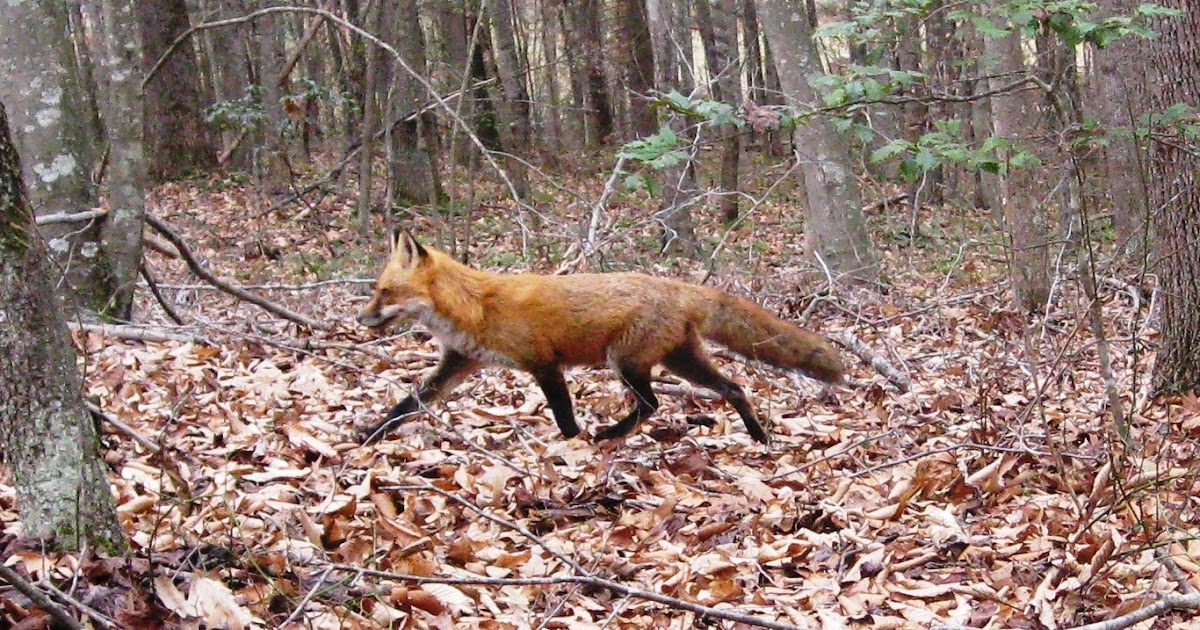 Capital Naturalist by Alonso Abugattas: Red Foxes