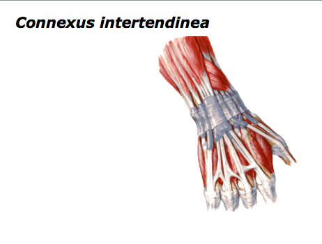 not defteri: Anatomi ders notu 12.10.15