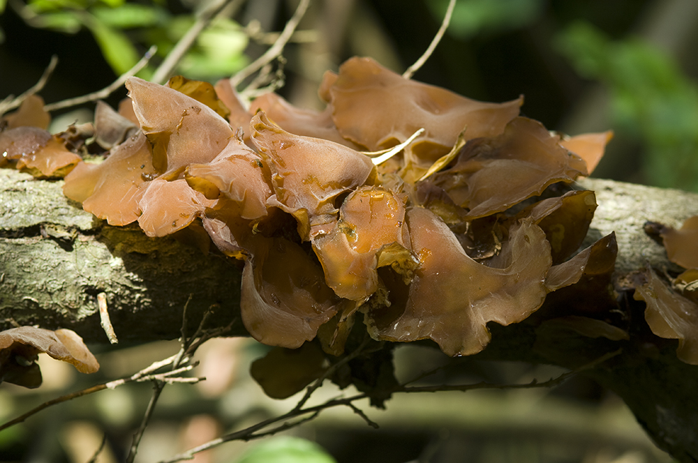 The 3 Foragers: Foraging for Wild, Natural, Organic Food: Foraging ...