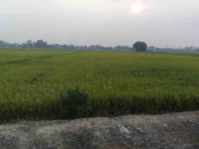 SELAMAT DATANG: Menuai padi