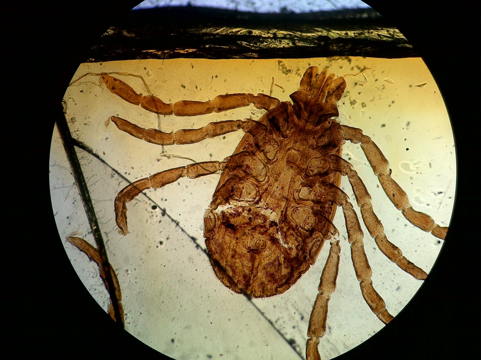 veteriner atmosphere: Parasit-Ektoparasit