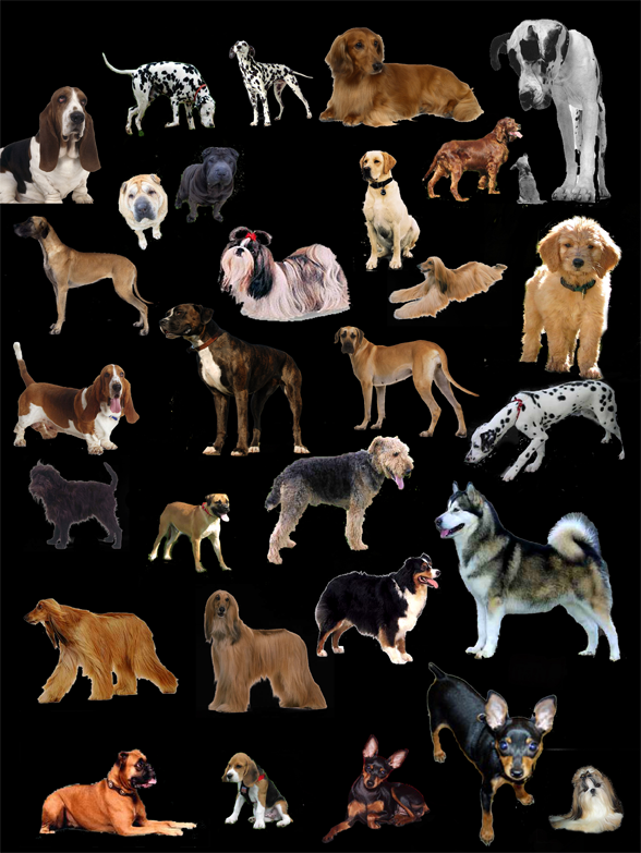 SKETCHUP TEXTURE: CUT OUT ANIMALS