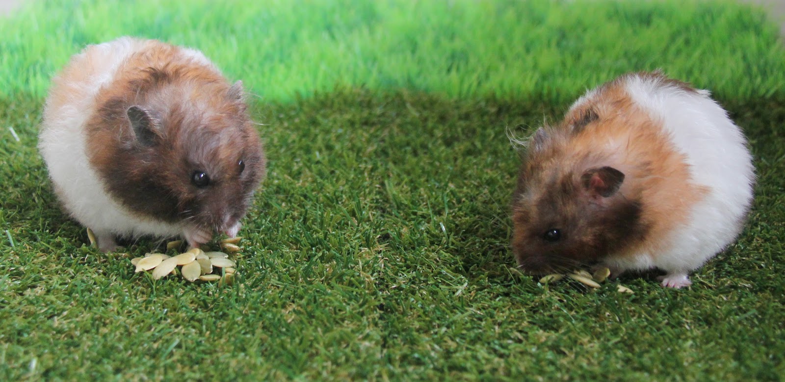Natural PawPals: Two Gorgeous Calico Syrian Hamsters