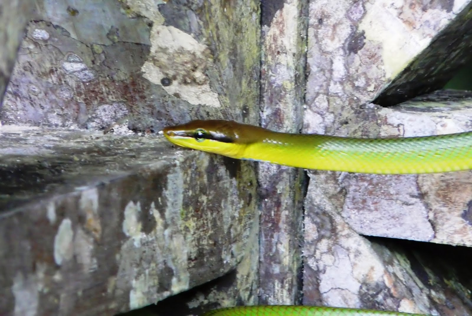 Photography Today: Sunday's snake