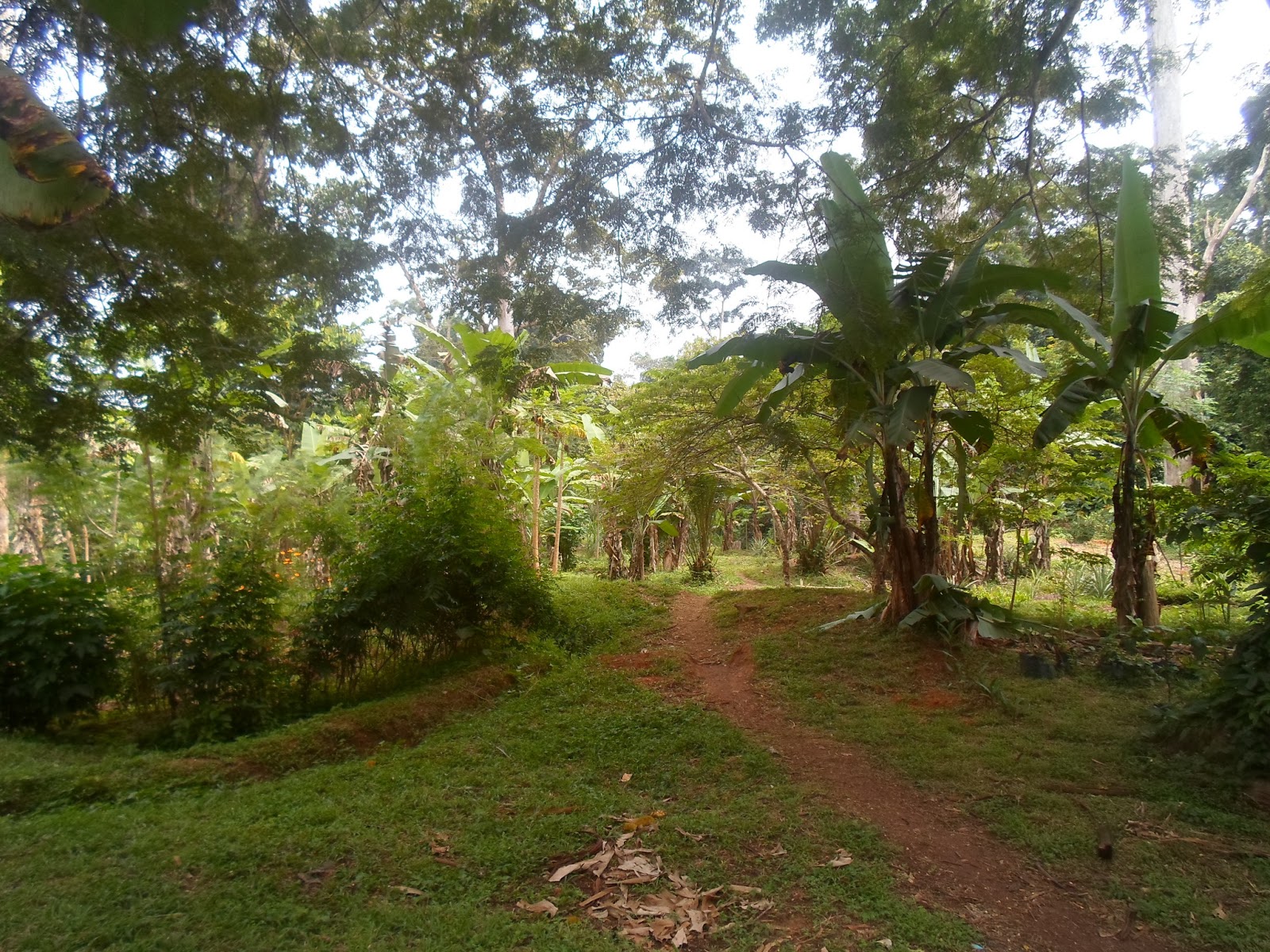 Newburn Family Mission: Visiting the Baka People