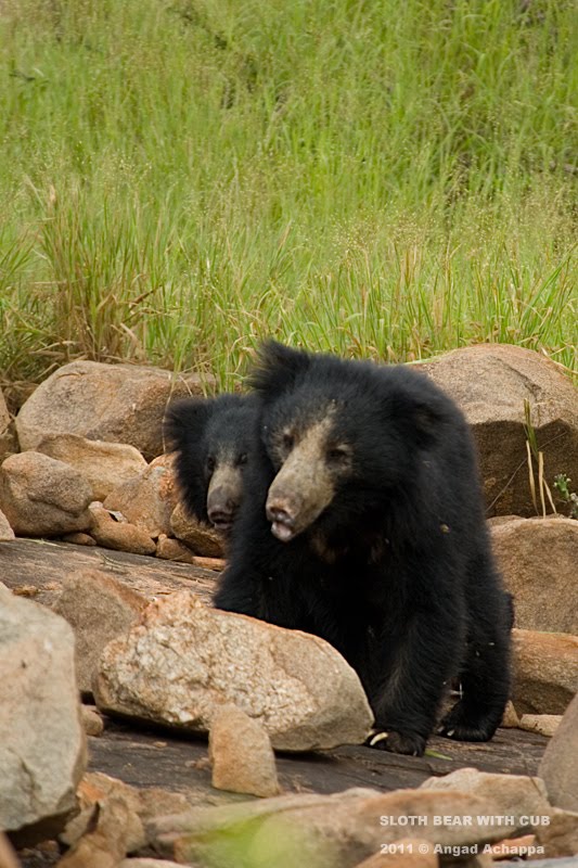 Wildlife photography: Sloth Bear with Cub