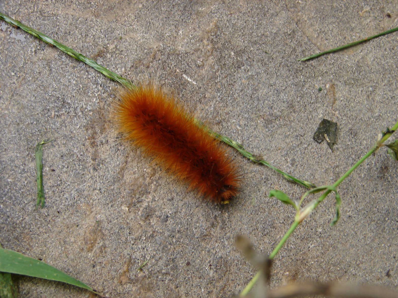 Wild Plants and Wooly Bears: The Wooly Bear Makes Its Prediction