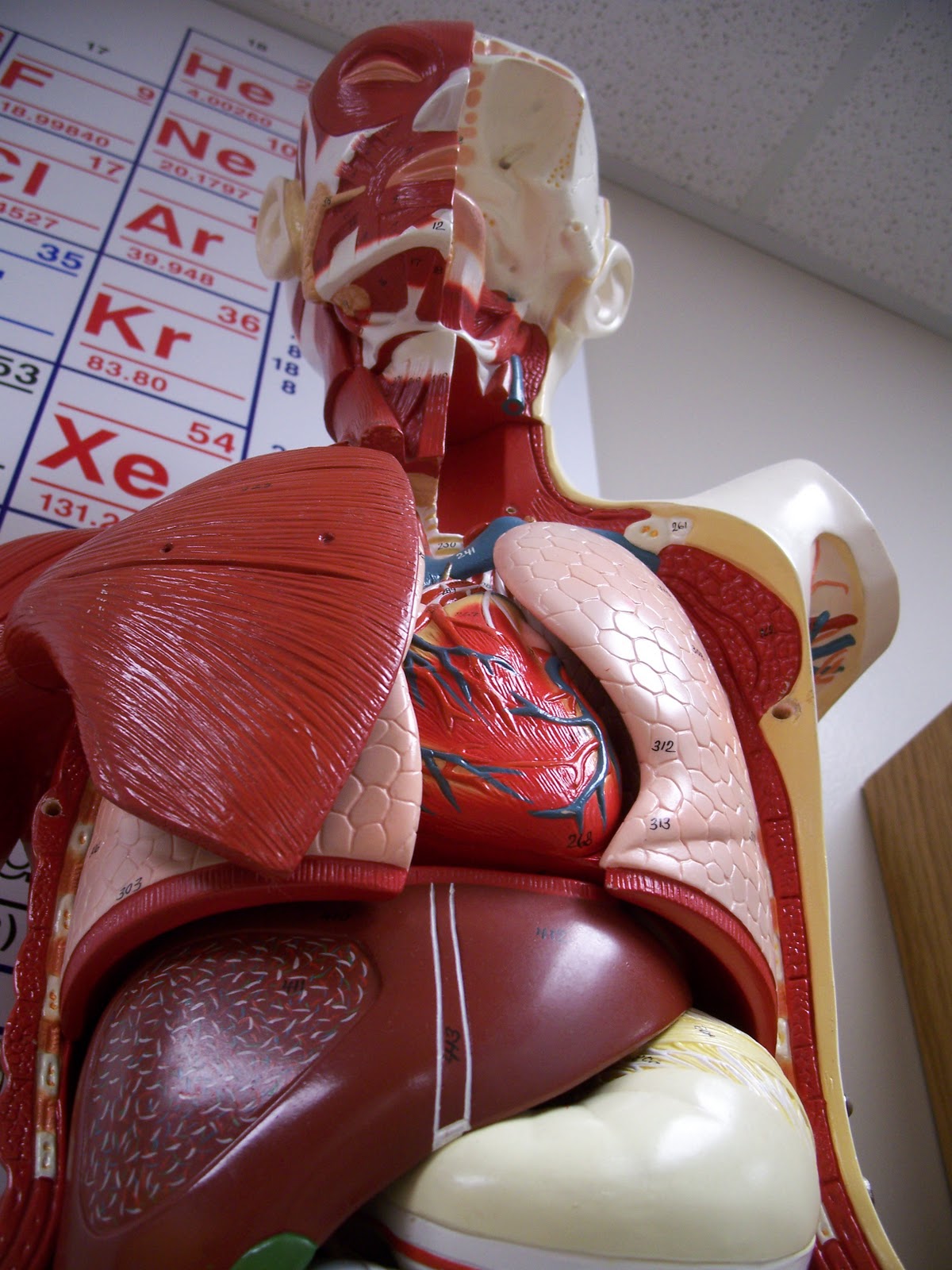 The Adventures of SZSRocks: Body Parts