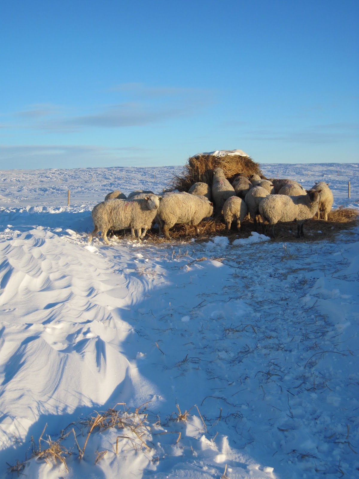 Pilgrim Farms: Bale grazing Goats and sheep