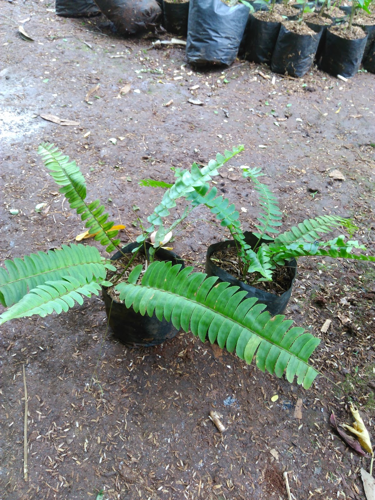 Jual Pohon Pakis Kelabang | Pohon Pakis | Pakis Haji | Tanaman Pakis ...