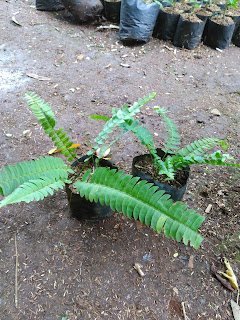 Jual Pohon Pakis Kelabang | Pohon Pakis | Pakis Haji | Tanaman Pakis ...