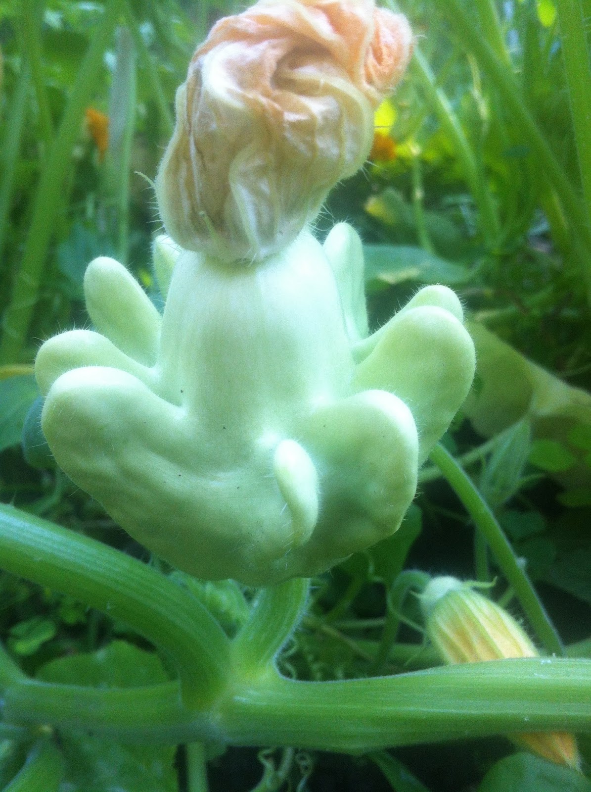 urbantomato: Weird & wonderful summer squash