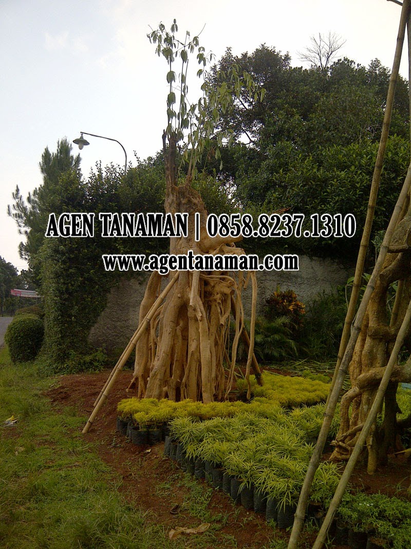 POHON PULAI | BONSAI POHON PULAI | JUAL POHON PELINDUNG ~ AGEN TANAMAN