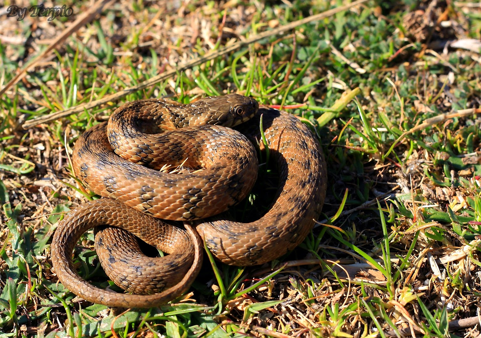 Viajes, Salidas, Naturaleza, (Fotografía).: Culebra Viperina (Natrix ...
