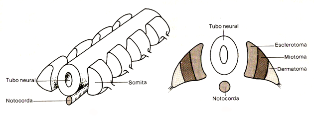 udla histo-embriologia