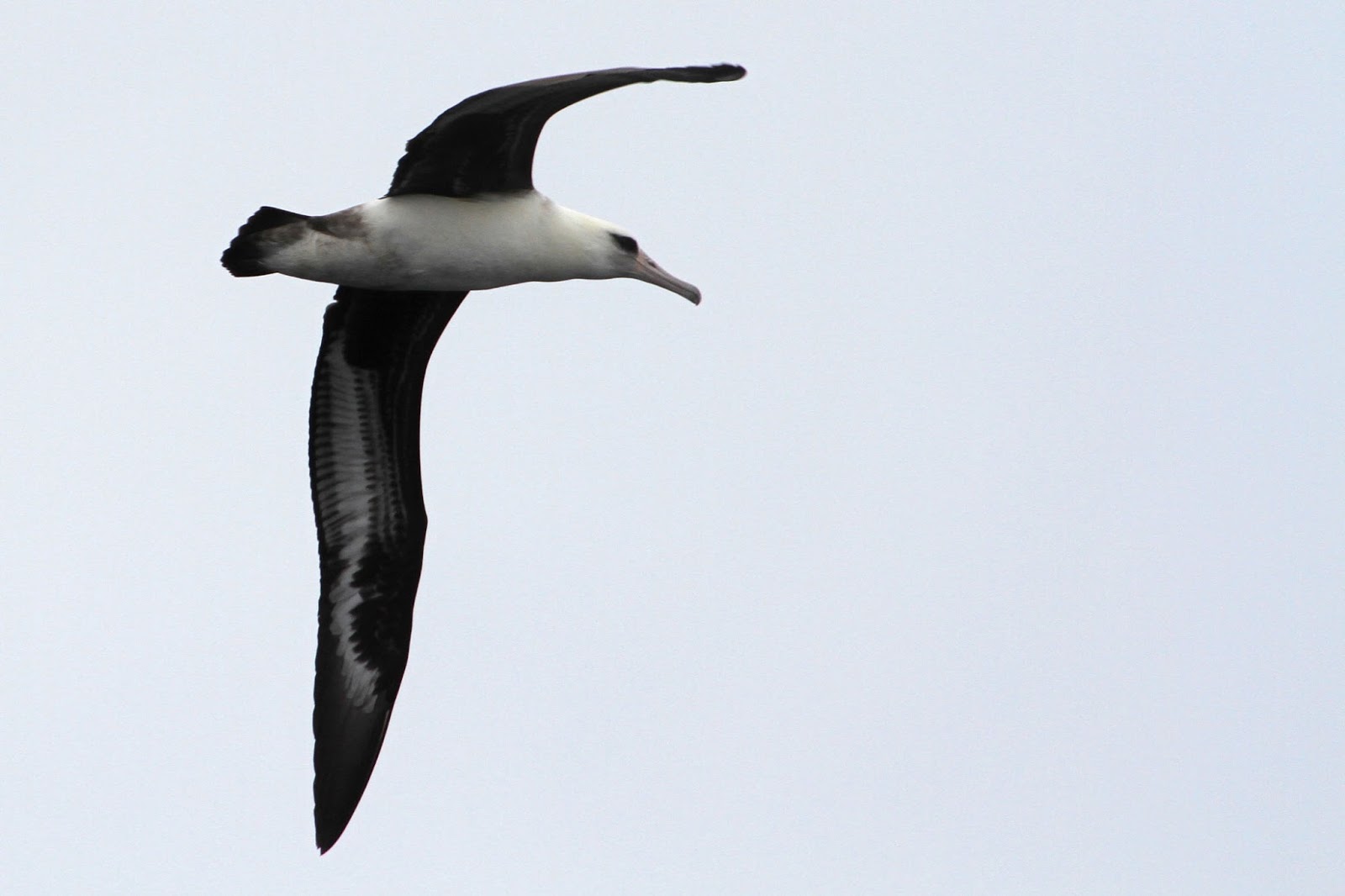 Wisdom Albatross Has Baby At Age 66
