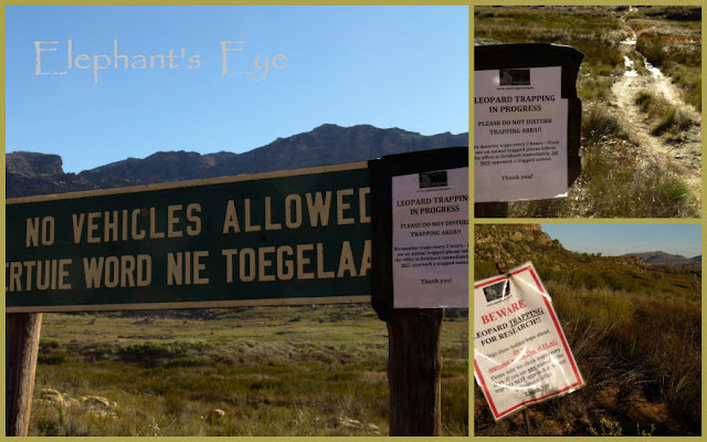 Elephant's Eye: With the Cape Leopard Trust at Driehoek