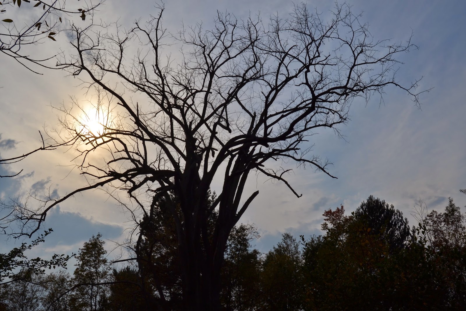 SimplyComfy: Spooky Old Tree
