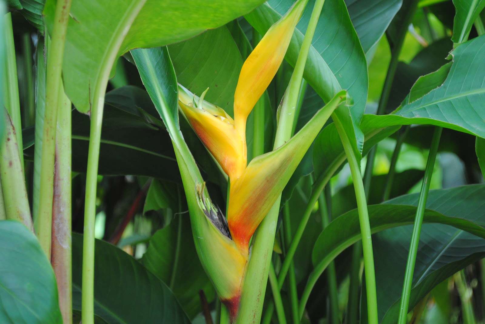 SriBanir Nursery: Heliconia...oh Heliconia...!!!!!