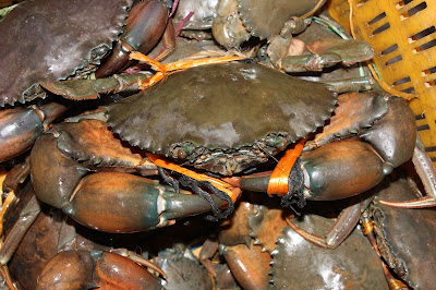 Crab Export Philippines - Mud Crab Exporters, Mud Crab Manufacturers ...