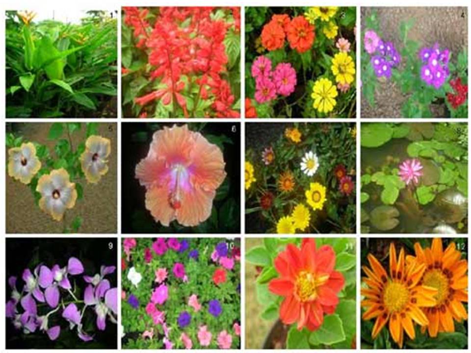 Plantas Ornamentais Fotos