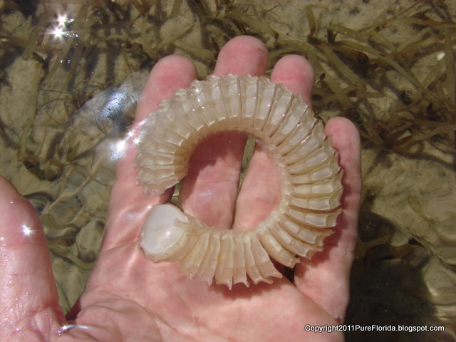 PURE FLORIDA: Lightning Strike