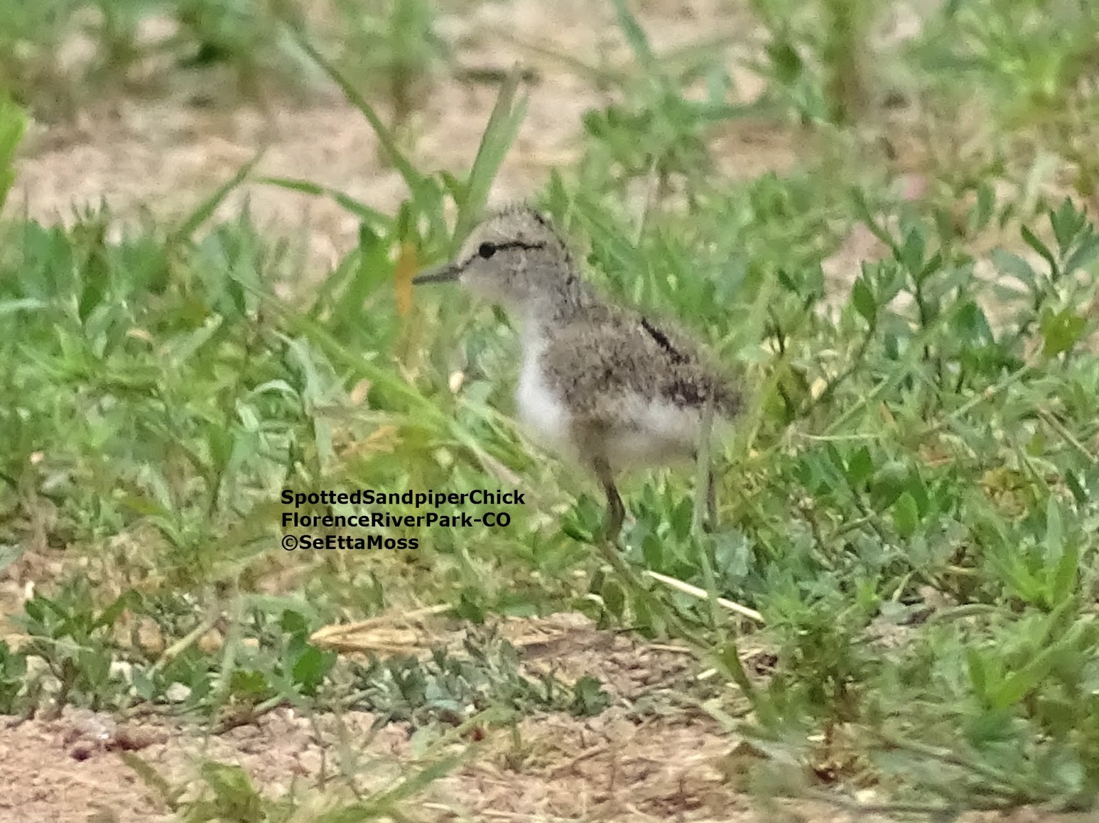 Spotted Sandpiper Chicks, 3 more days older