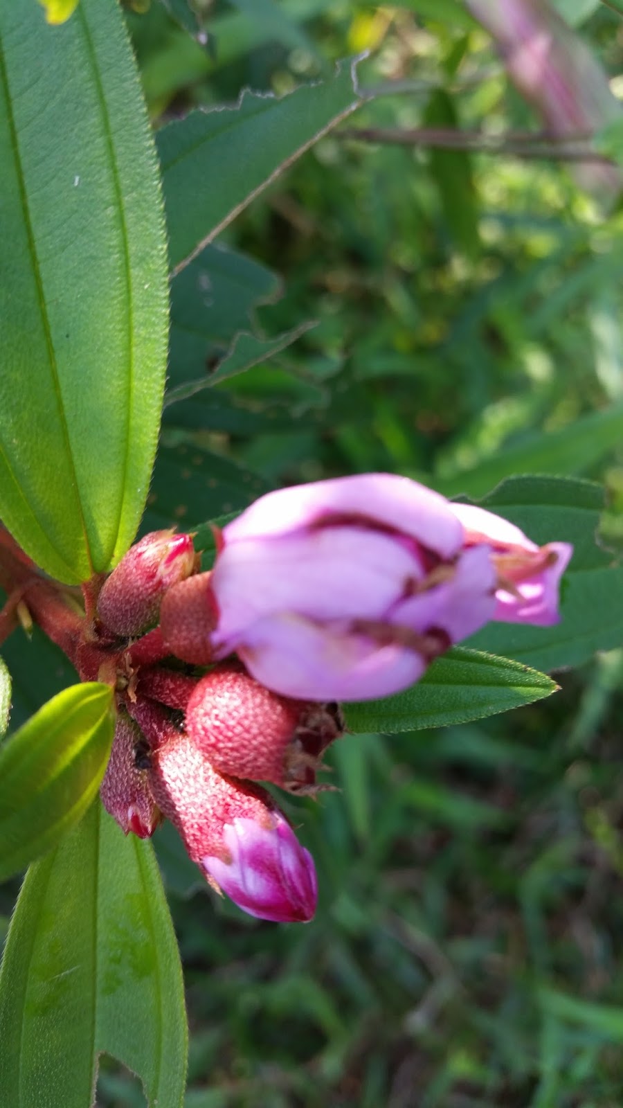 Warisan Petani: Pokok senduduk.
