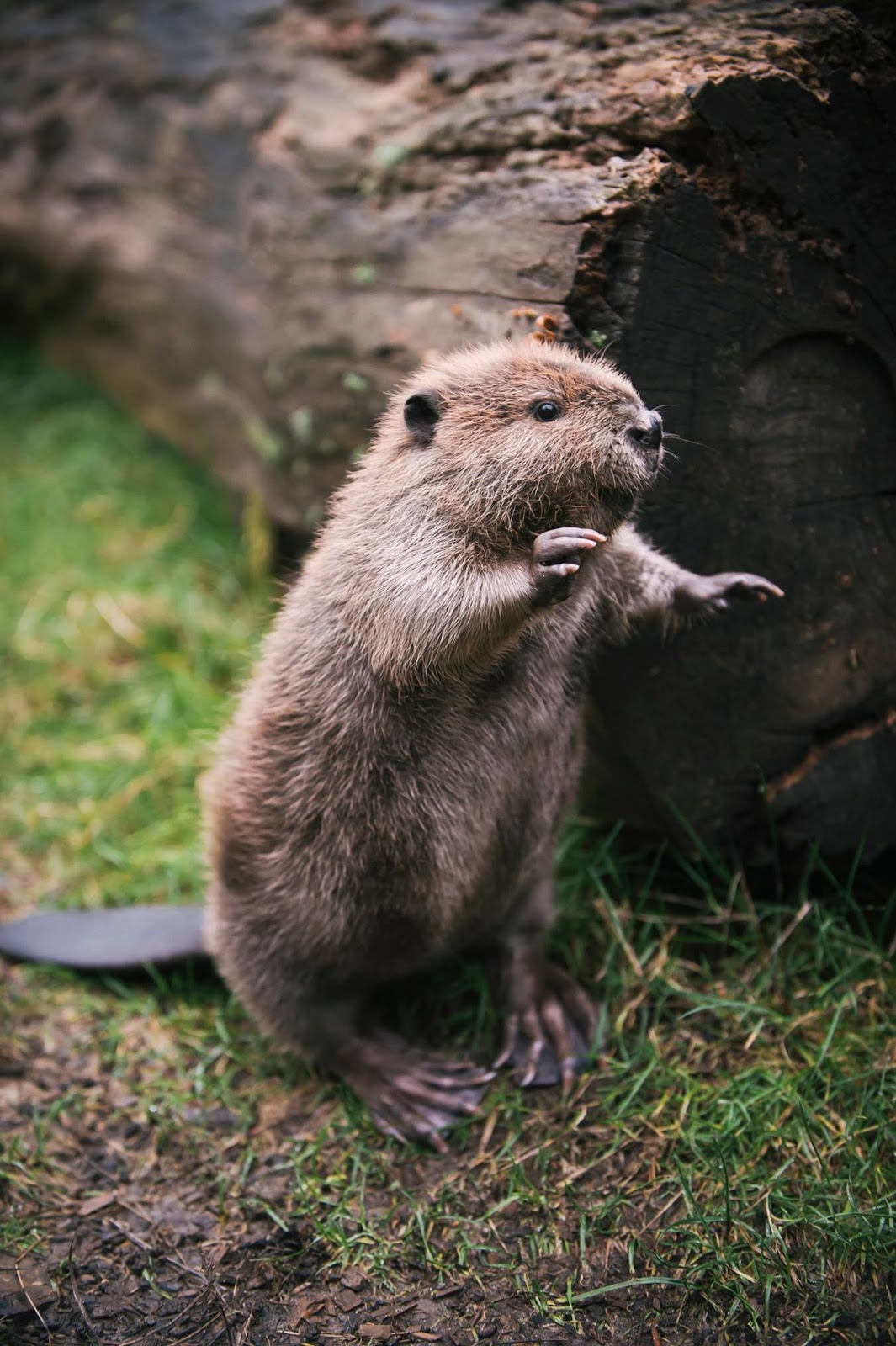 BABY BEAVER-what you did not know about beavers.: DABAR / BEAVER ...
