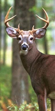 The Rural Blog: 10/28/12 - 11/4/12