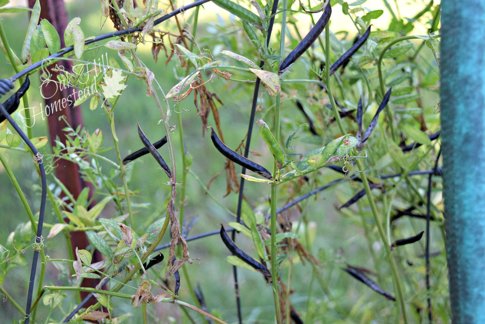 The Benefits of Growing Vetch for Livestock - Oak Hill Homestead