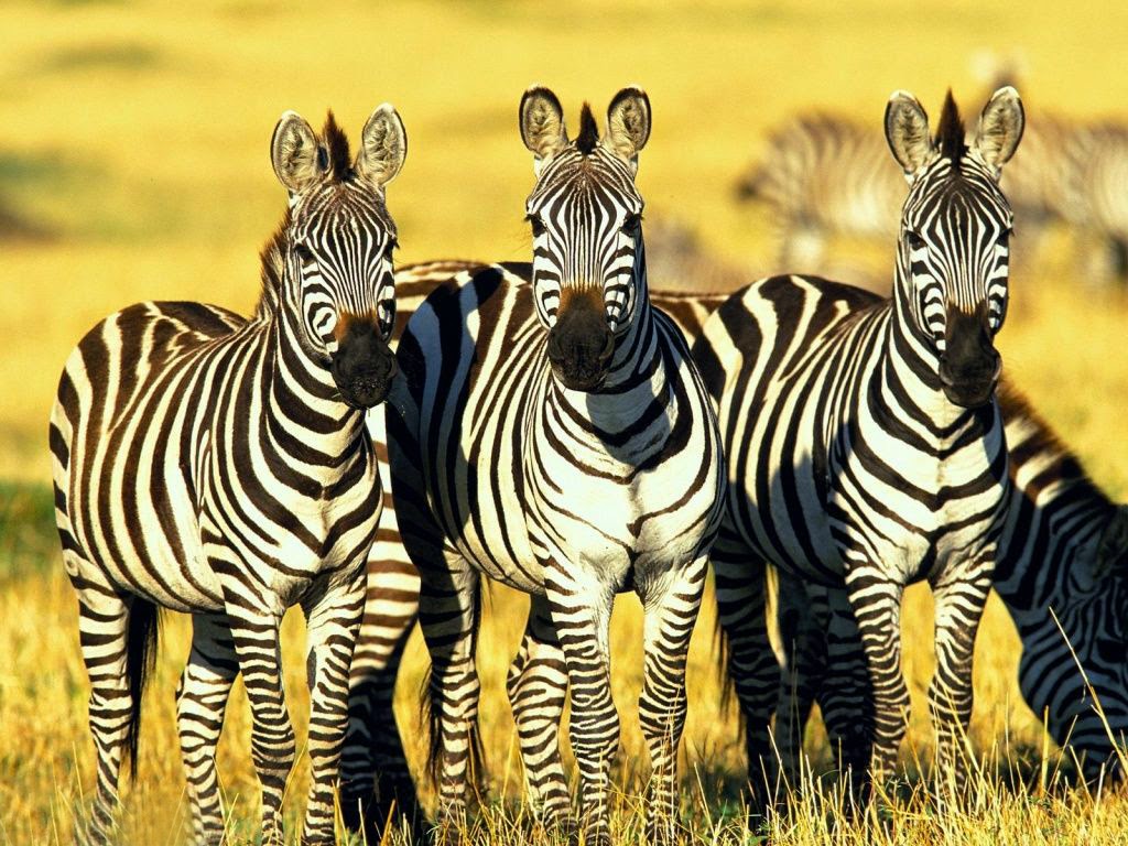 Top 42 Beautiful Zebra Wallpapers In Full HD | HDmasha