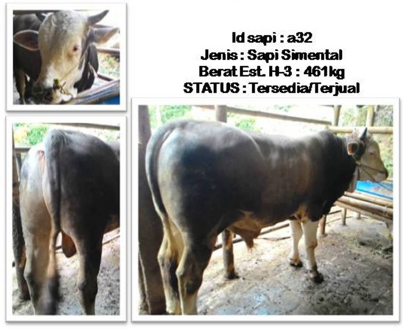 SAPI QURBAN 2015 TIMBANG HIDUP SEHAT & MURAH DI : SAPI QURBAN TAHUN ...