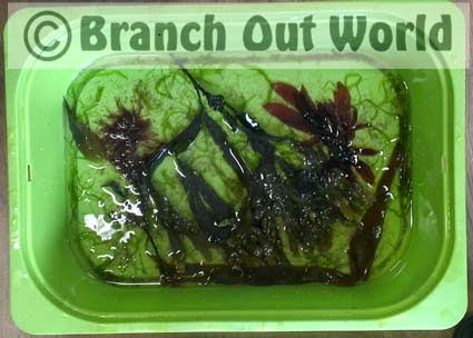 Beyond The Book Education: Summer Seaweed Craft