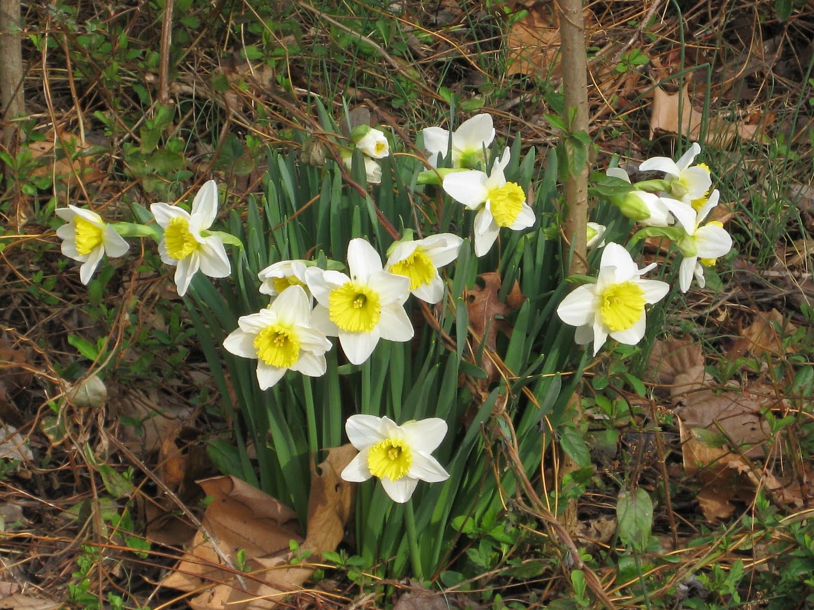 Have Ewe Any Wool?: Spring Daffodils